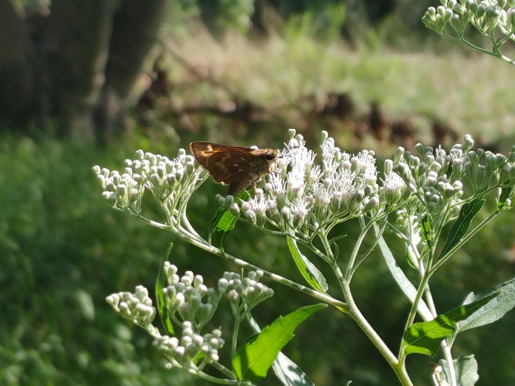 Huron Sachem from East Pennsboro Township, PA, USA on September 5, 2024 ...