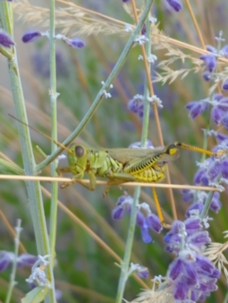 Differential Grasshopper from North East Citizens Action, Grand Rapids ...