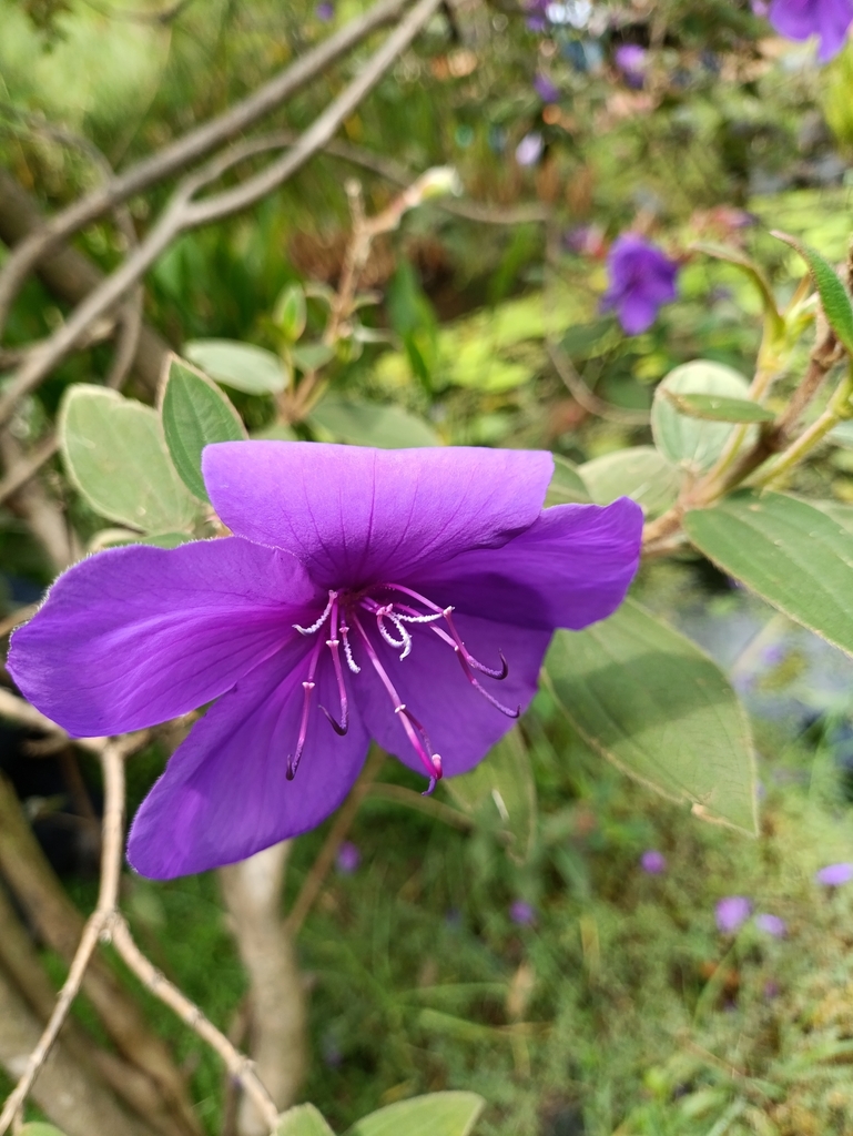 glory bushes and allies from 11580 Ciudad de México, CDMX, México on ...