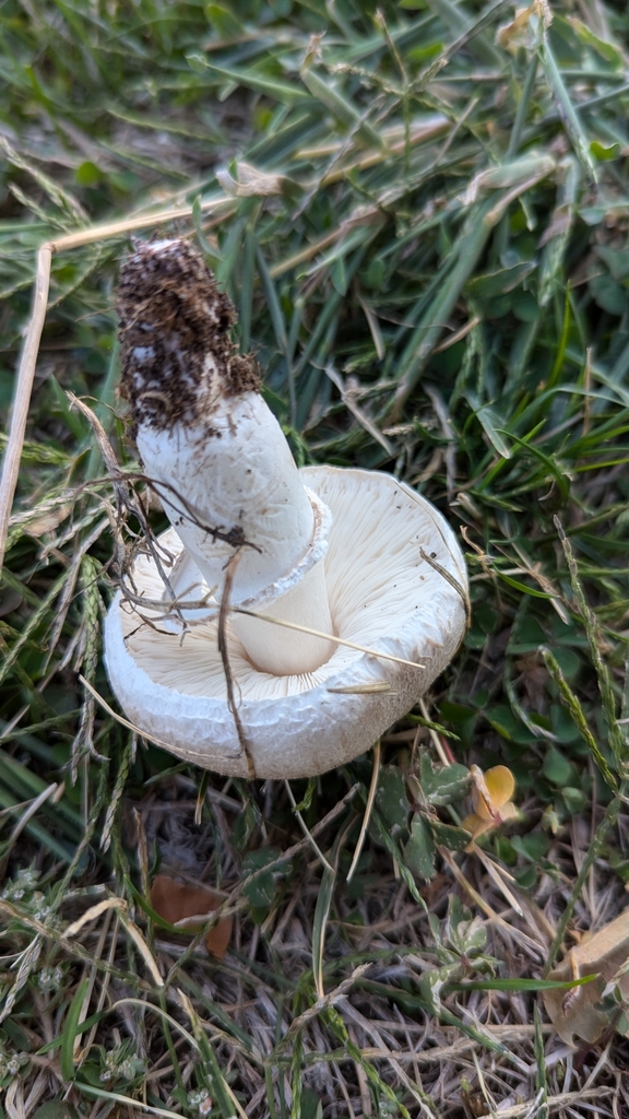 field mushrooms and allies from MidTown, Reno, NV, USA on September 4 ...