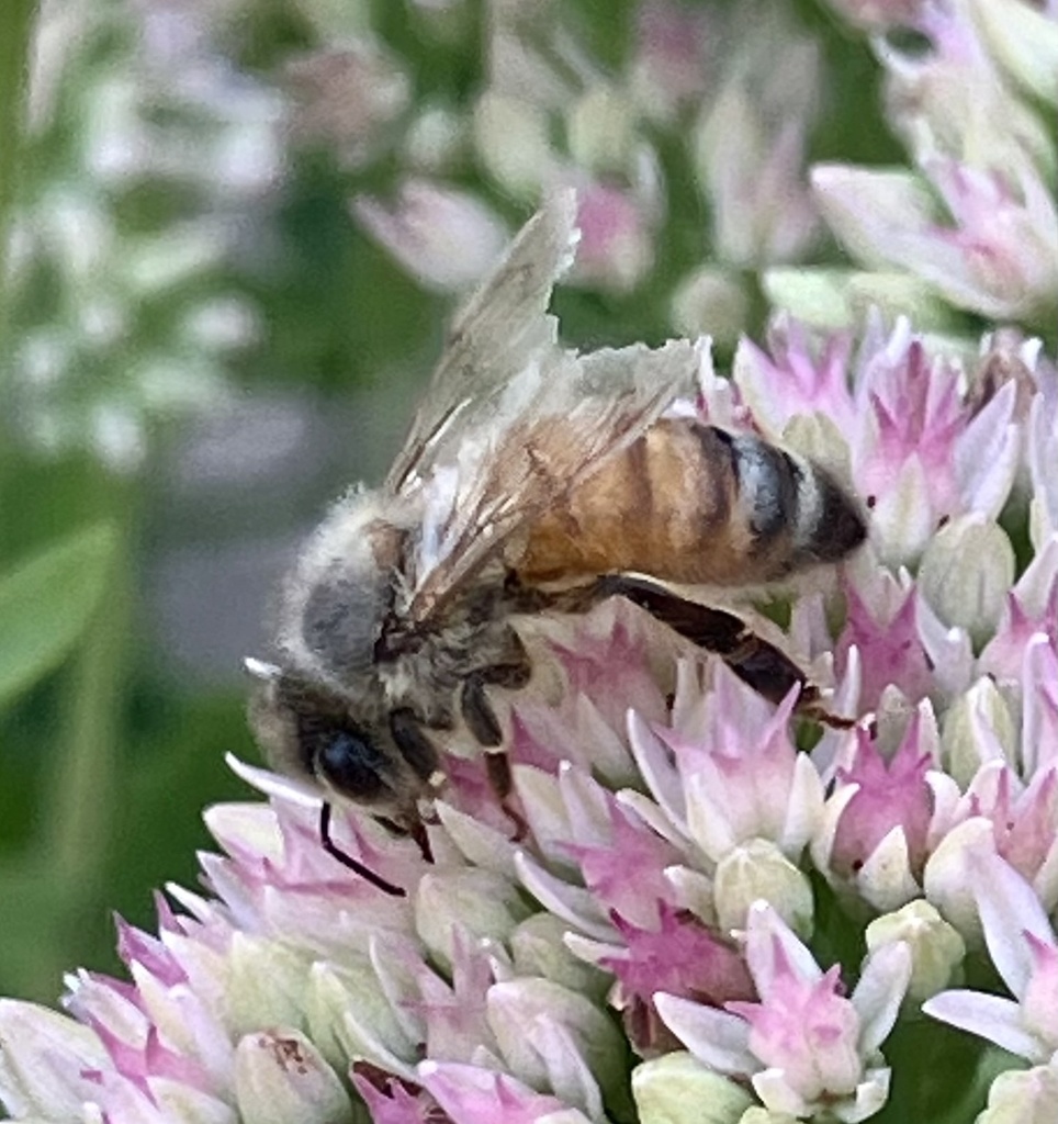 Western Honey Bee from Fifth St E, Northfield, MN, US on September 5 ...