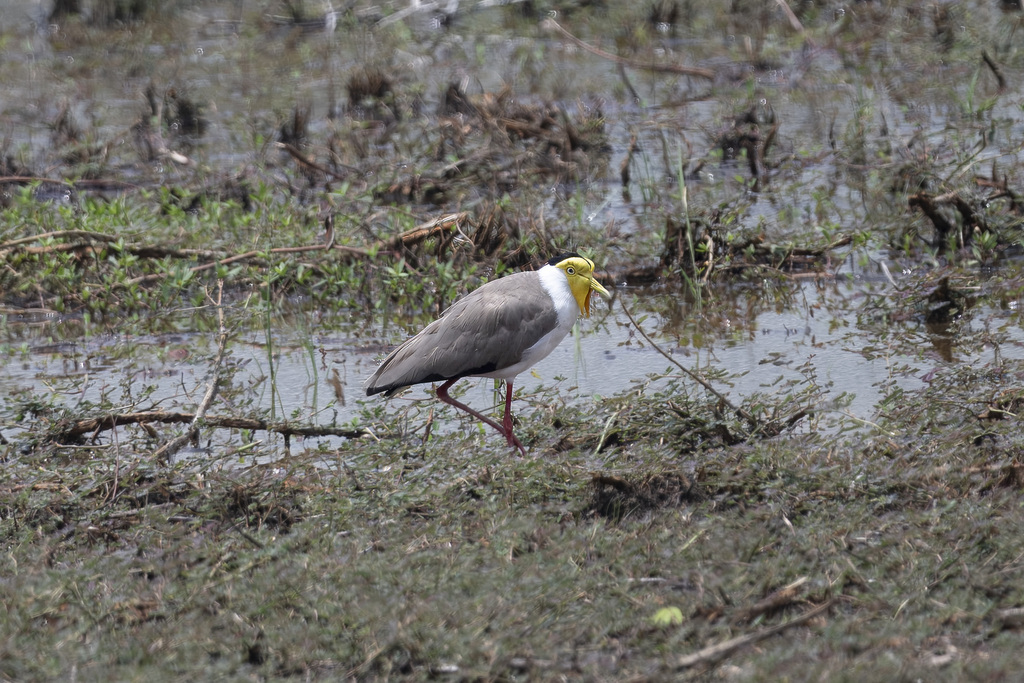 Northern Masked Lapwing from Central Area, Singapore on September 5 ...