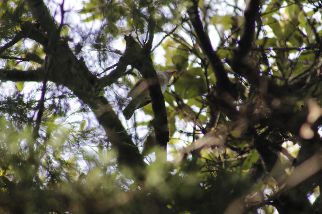 Orange-billed Nightingale-Thrush from nepopualco on June 18, 2019 at 10 ...