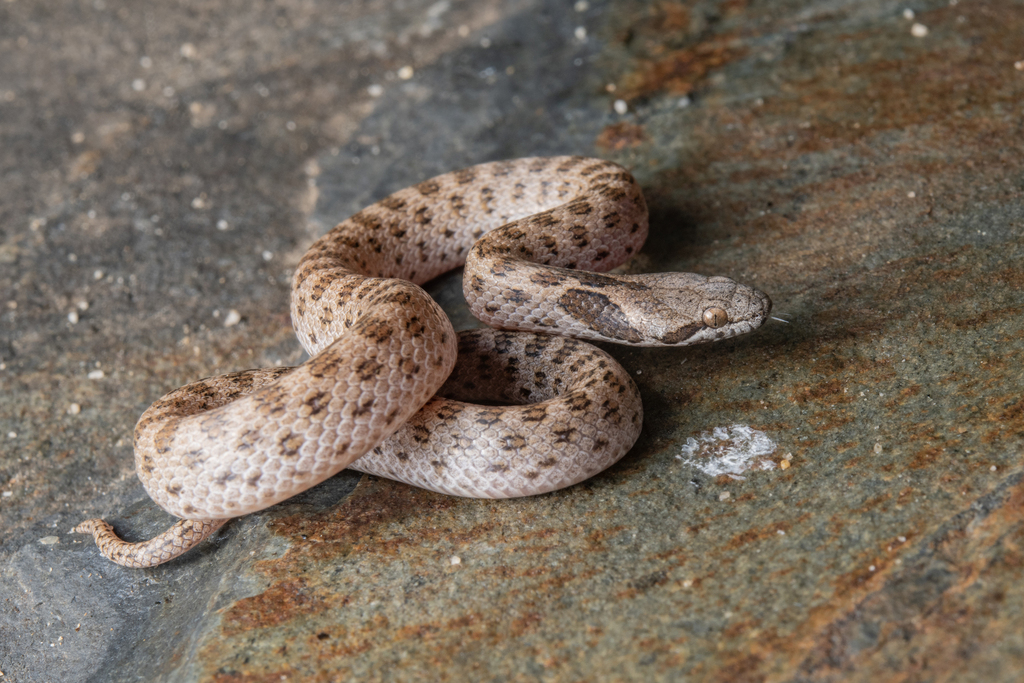 Coast Night Snake in April 2024 by ivanparr. Coast night snake ...