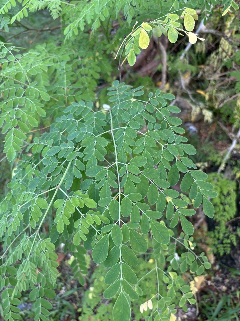 Moringa tree from Koror, Palau, PW on September 06, 2024 at 05:54 PM by ...