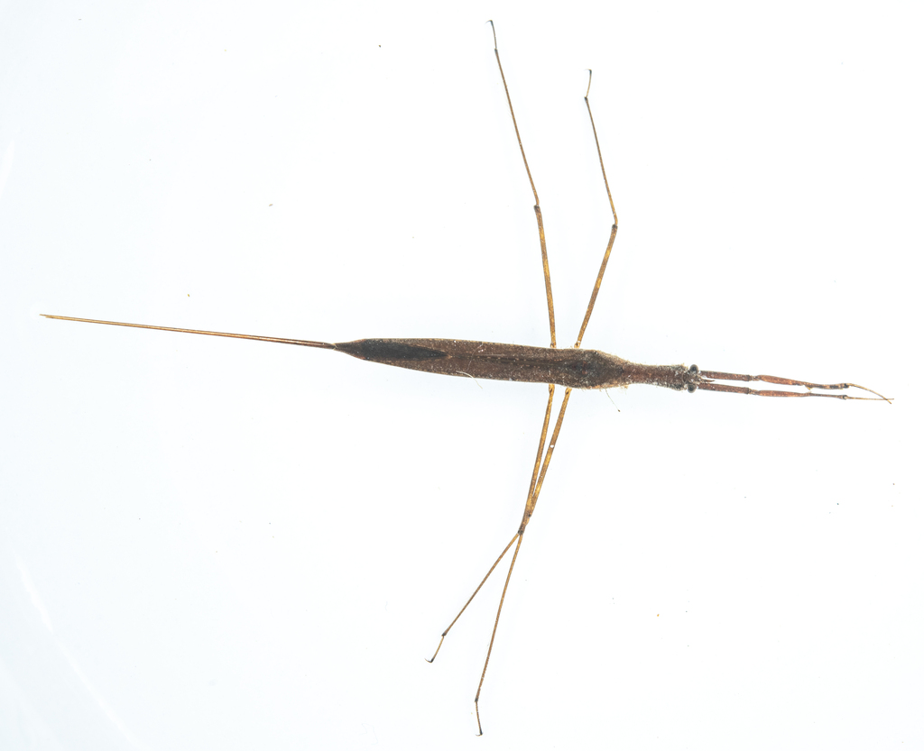 Ranatra in April 2024 by ivanparr · iNaturalist