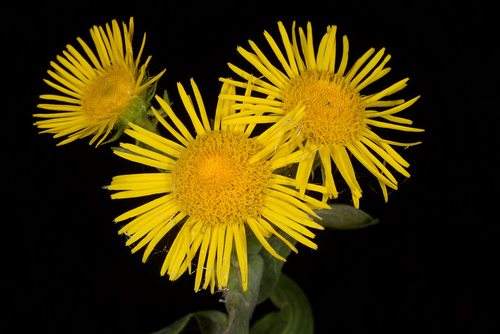 Inula salicifolia · iNaturalist