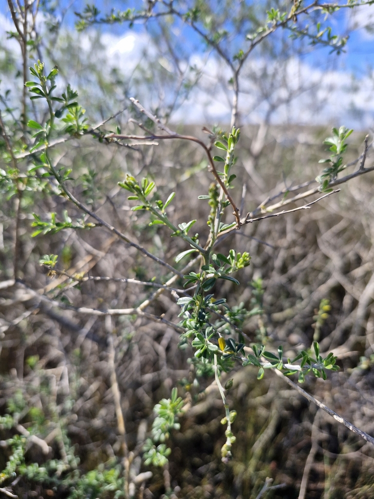 Willow Pennypea from Cape Farms, Cape Town, South Africa on September 5 ...