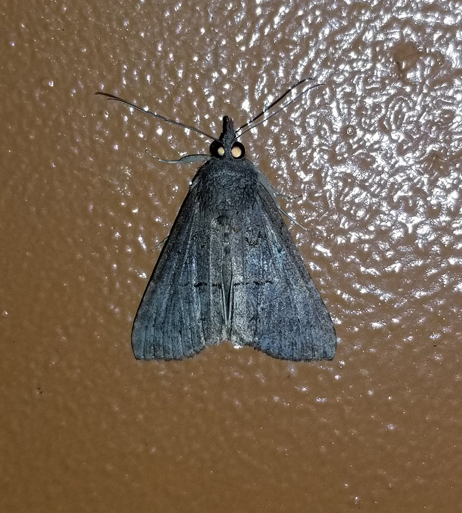 Green Cloverworm Moth from Fentress County, TN, USA on September 5 ...