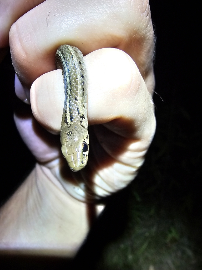 Short-headed Garter Snake in September 2024 by Ripley Kindervater ...