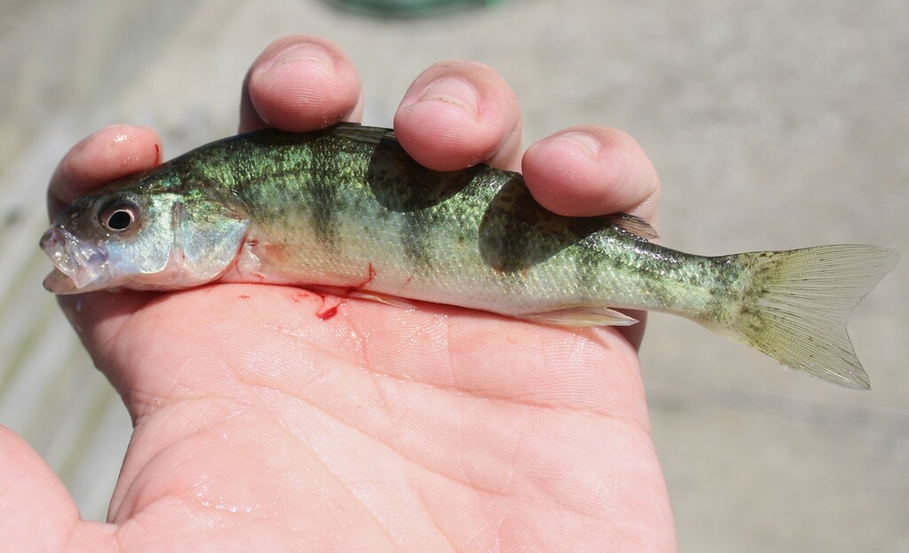 Yellow Perch in September 2024 by brandonh1 · iNaturalist