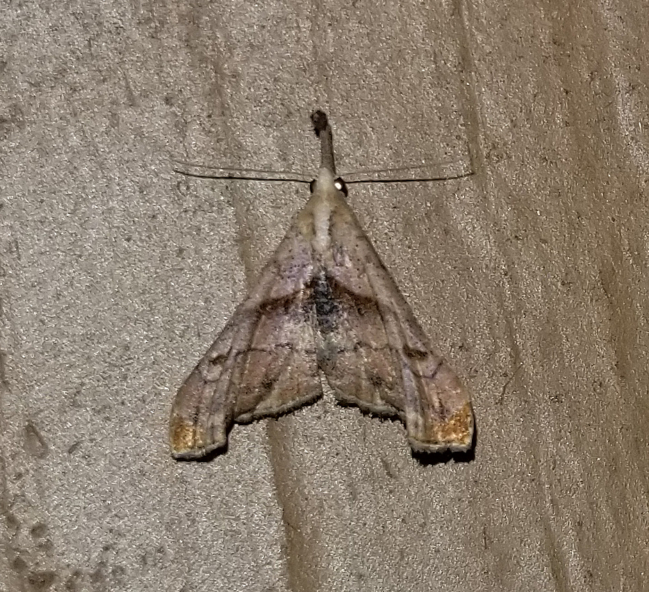 Dark-spotted Palthis Moth from Fentress County, TN, USA on September 5 ...