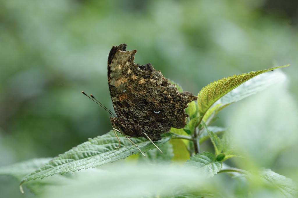 Giant Comma from 中国河南省三门峡市卢氏县 on September 4, 2024 at 03:11 PM by Xiao ...