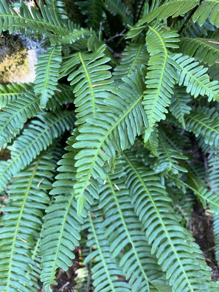 deer fern from Lower Seymour Conservation Reserve, North Vancouver, BC ...