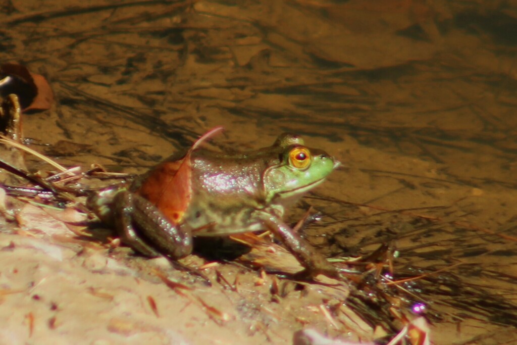 American Bullfrog from Clarion County, PA, USA on September 03, 2024 at ...