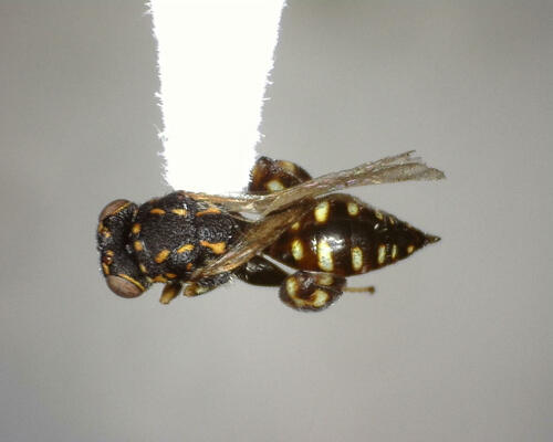 Observations by jrich_tx · iNaturalist