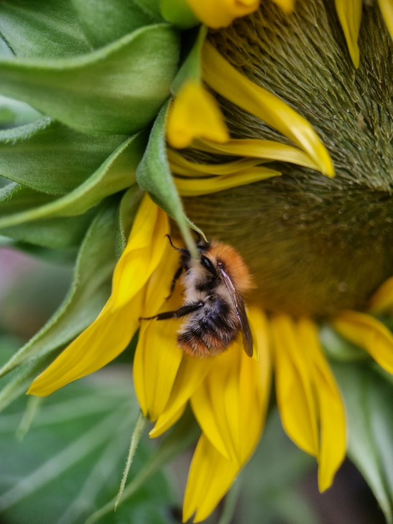Common Carder Bumble Bee from Harrow HA3, UK on 06 September, 2024 at ...