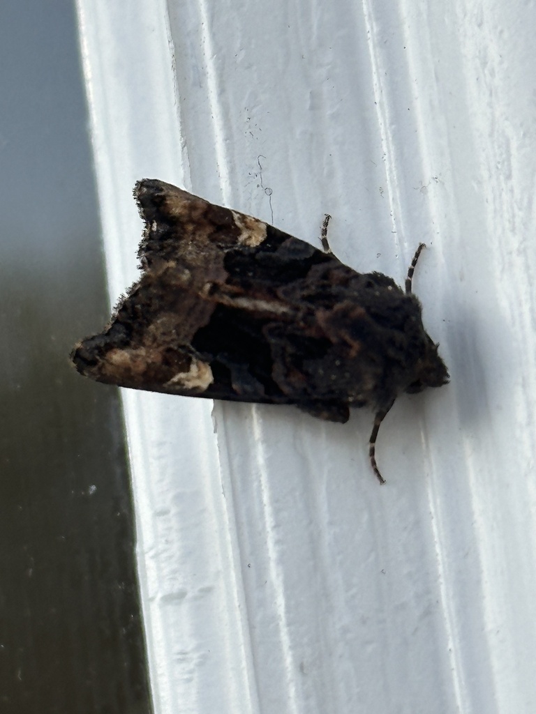 Cutworm Moths and Allies from E Margaret Dr, Terre Haute, IN, US on ...