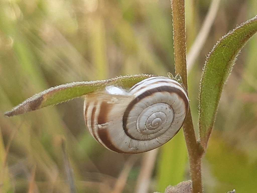 Eastern Heath Snail from 35404, Opatovac, Hrvatska on September 6, 2024 ...