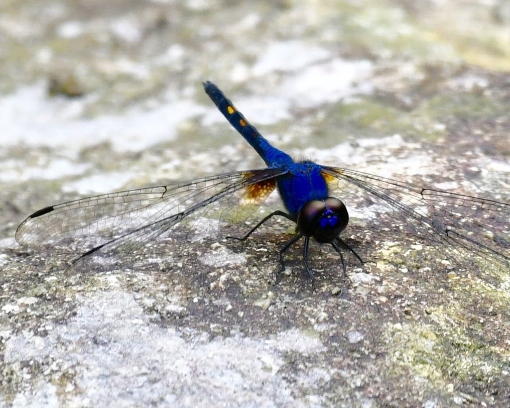 Indigo Dropwing from 7 Choi Ming Street, Tseung Kwan O, New Territories ...