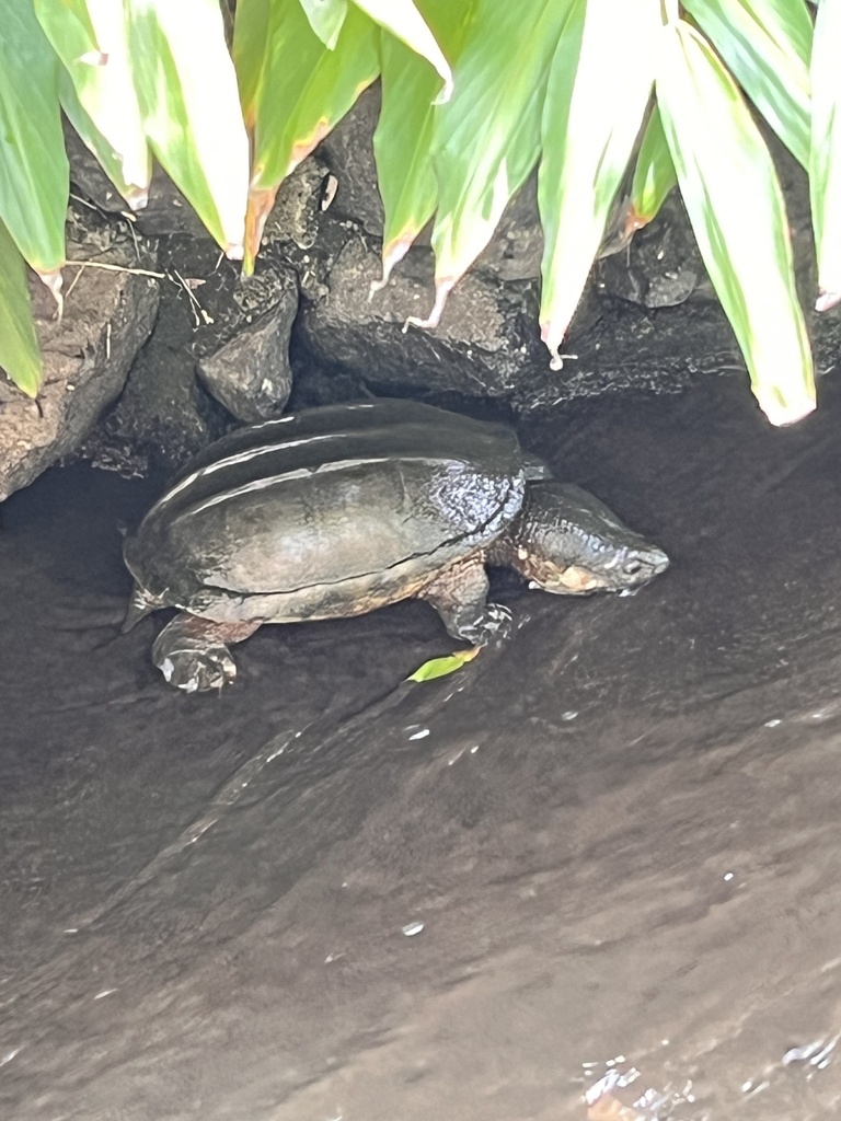 Chiapas Giant Musk Turtle in September 2024 by Andrid Ramirez · iNaturalist
