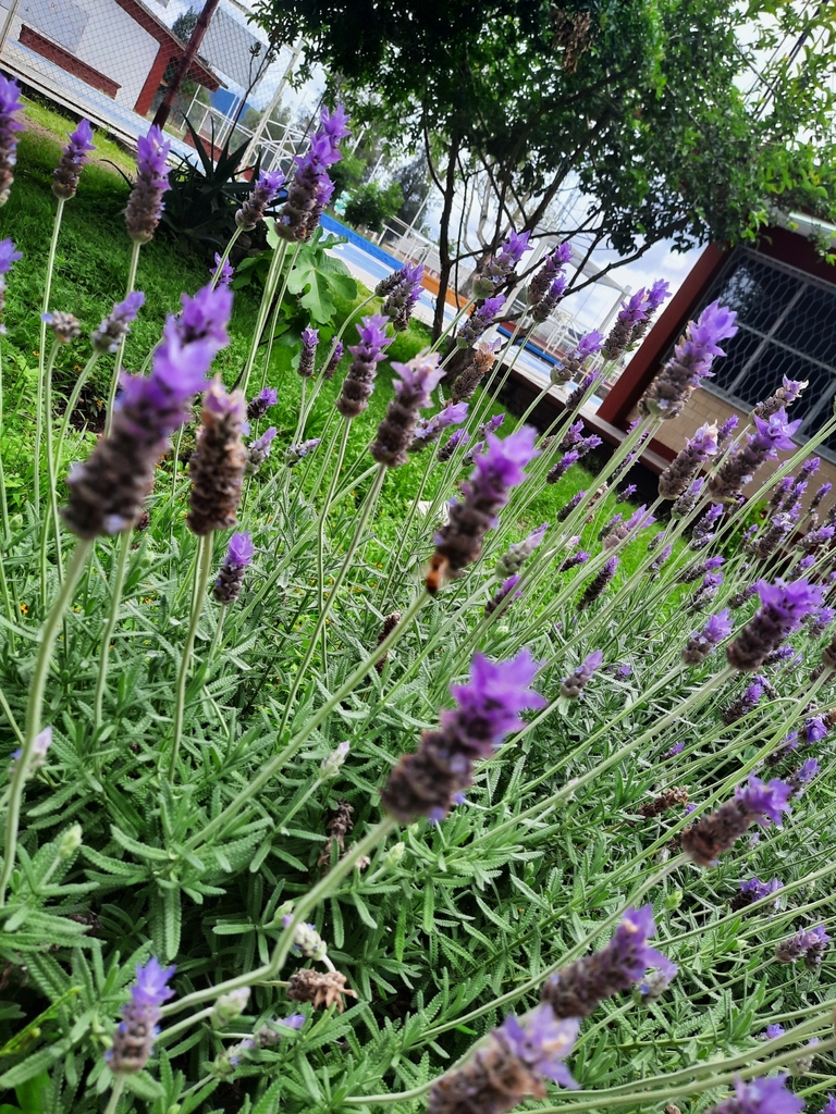 Common Lavender from San Pedro Ahuacatlan, La Providencia, 76810 San ...