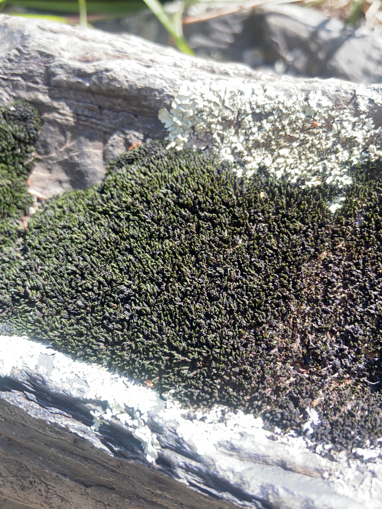 Grimmia Dry Rock Moss from Carlton County, US-MN, US on September 6 ...
