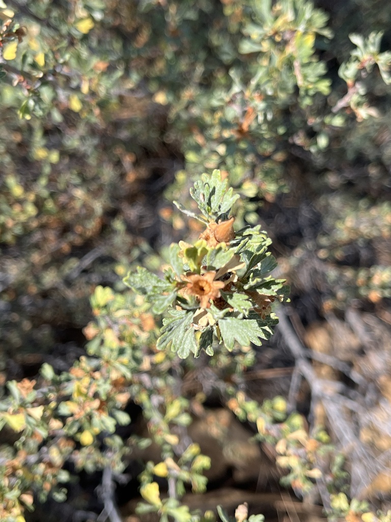 Antelope Bitterbrush from Lake Tahoe Basin Management Unit, South Lake ...