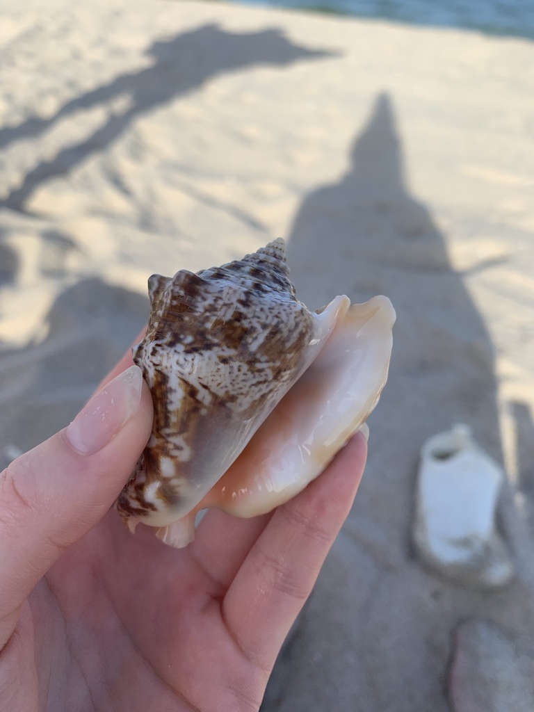 Hawkwing Conch from N Ocean Blvd, Pompano Beach, FL, US on September 06 ...