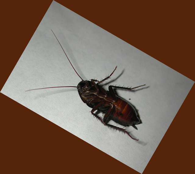 Oriental Cockroach from Mineral Palace, Pueblo, CO 81003, USA on ...