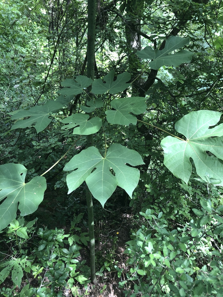 Chinese Parasol Tree Varnish Tree