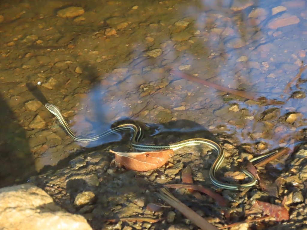Western Ribbon Snake from North Lakes Park, Denton, TX, US on September ...