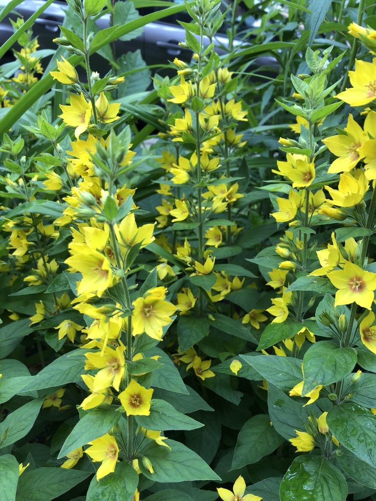 Yellow Loosestrife Invasive