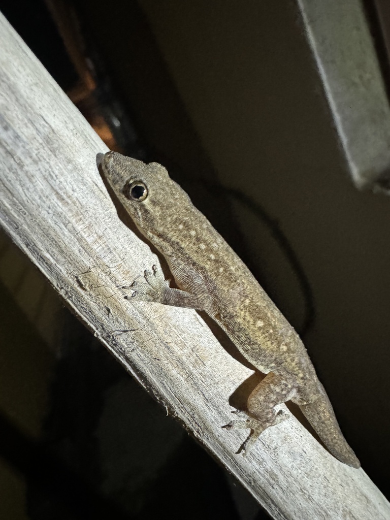 Asian House Gecko from Calle Villa de Aguayo, Victoria, Tamps., MX on ...