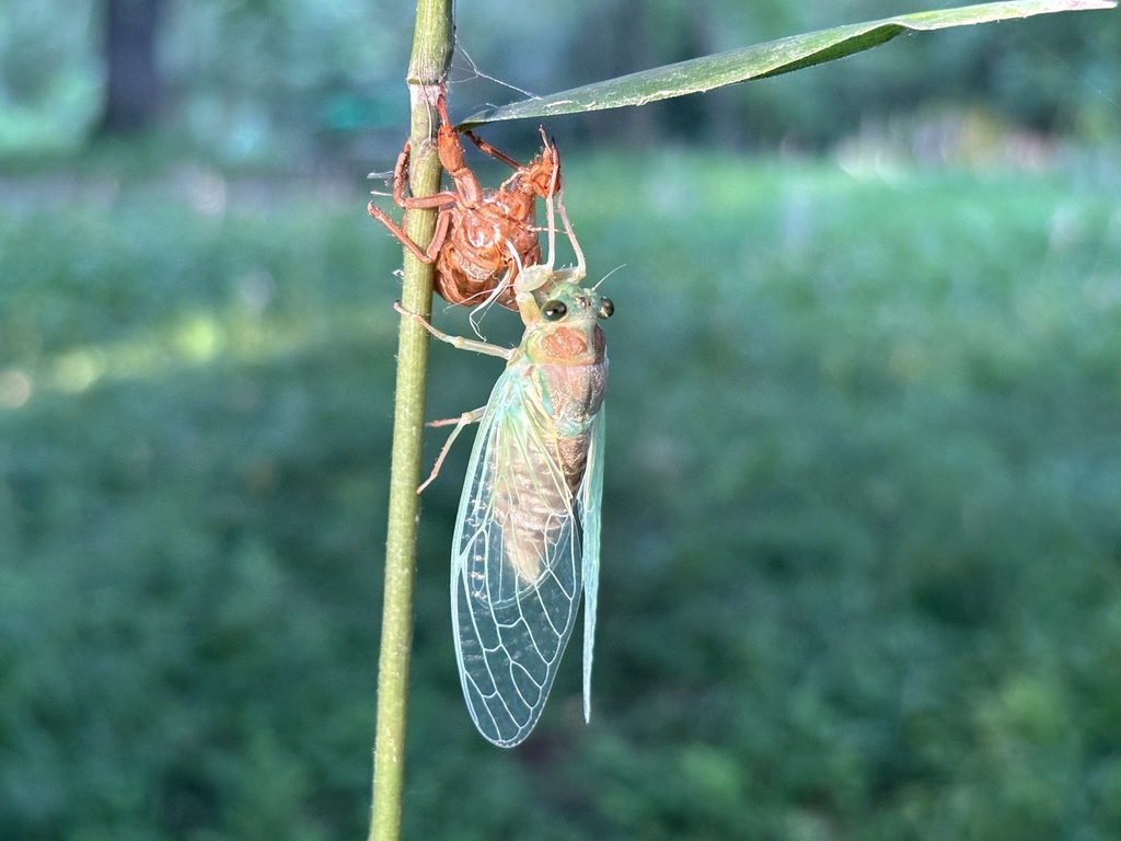 Evening Cicada from Honshu, Ome, Tokyo, JP on August 11, 2024 at 05:59 ...