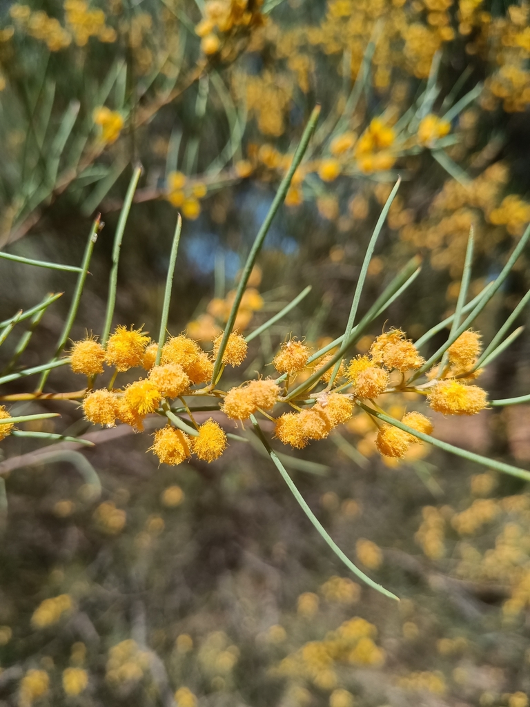 Broom Wattle from Myall Park NSW 2681, Australia on September 7, 2024 ...
