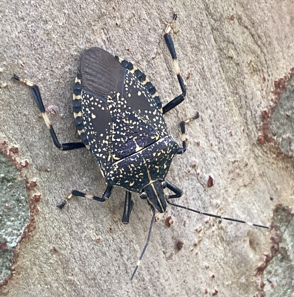 Yellow-spotted Stink Bug from Osaka Castle Park, Osaka, Osaka, JP on ...