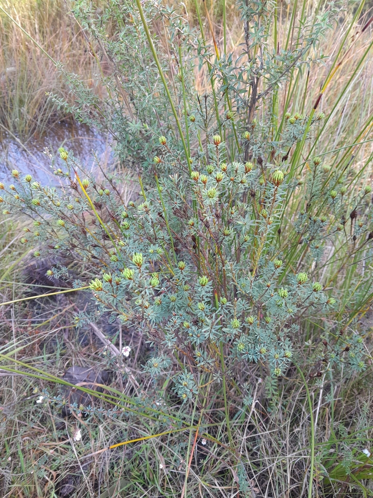 swamp bush-pea in September 2024 by Armon Aristidou. Medium size patch ...