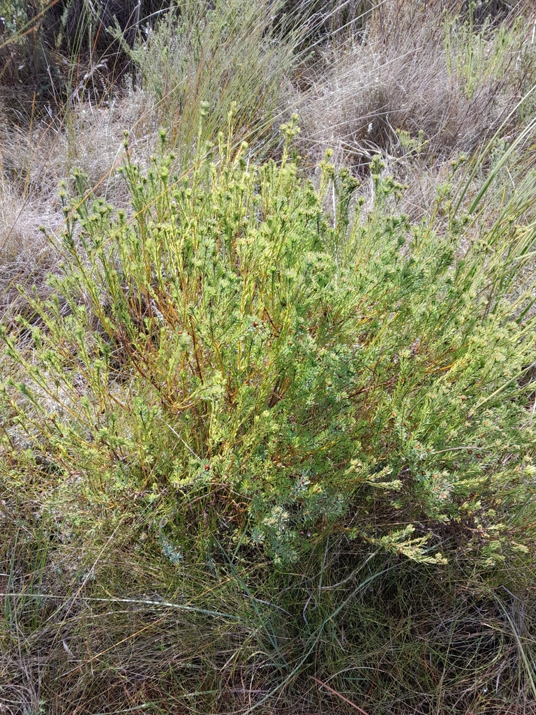 swamp bush-pea in September 2024 by Armon Aristidou. Quite a large ...