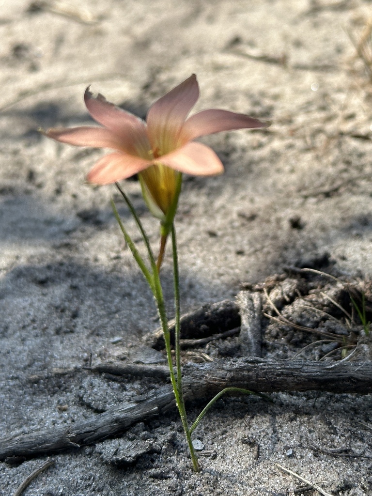 Froetangs from Knysna Rural, WC, ZA on September 7, 2024 at 12:06 PM by ...