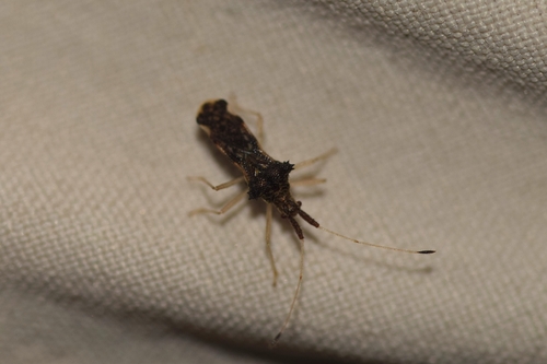 Malcus spinosus · iNaturalist Mexico