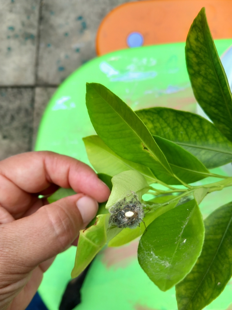 Candy-striped Spider complex from Ludlow Avenue, Luton LU1 3RJ, Велика ...