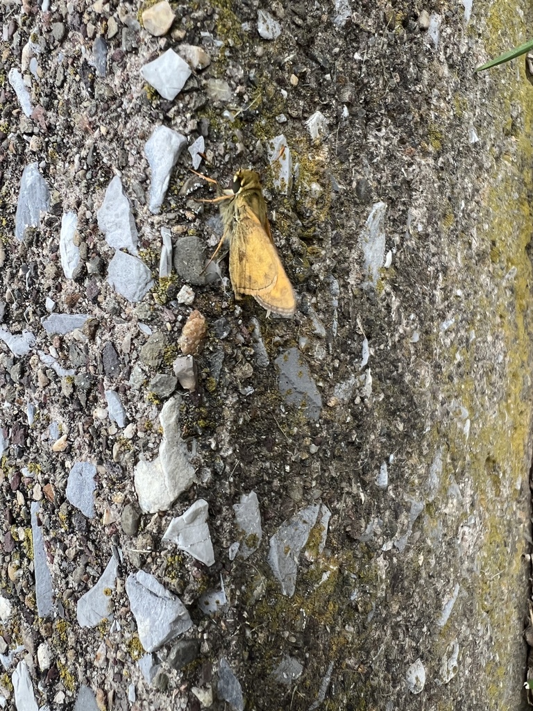 Huron Sachem in September 2024 by Jolene Connelly · iNaturalist