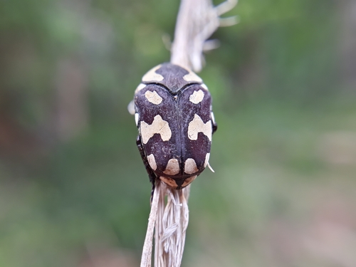 Subespecie Clinteria klugi klugi · NaturaLista Colombia