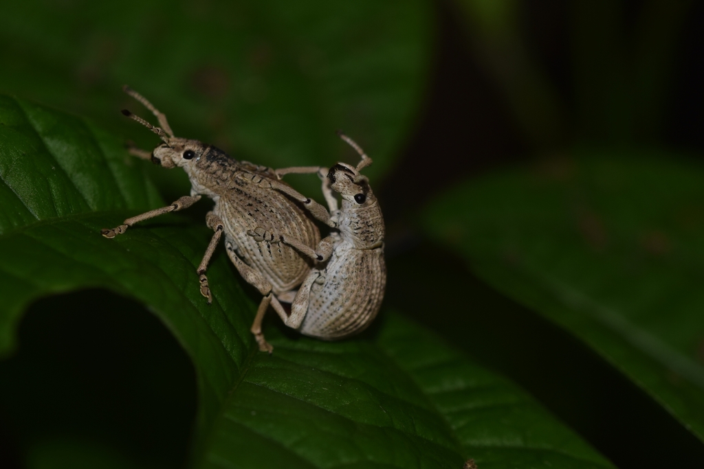 Episomus from 4, Ban Tham, Amphoe Chiang Dao, Chang Wat Chiang Mai ...