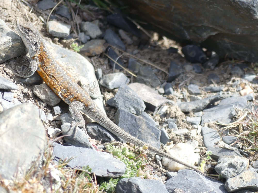 Chacaltaya Smooth-throated Lizard in April 2018 by Connor Thompson ...