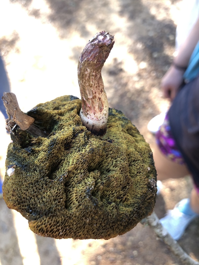 boletes from Lick Creek Park, College Station, TX, US on September 7 ...