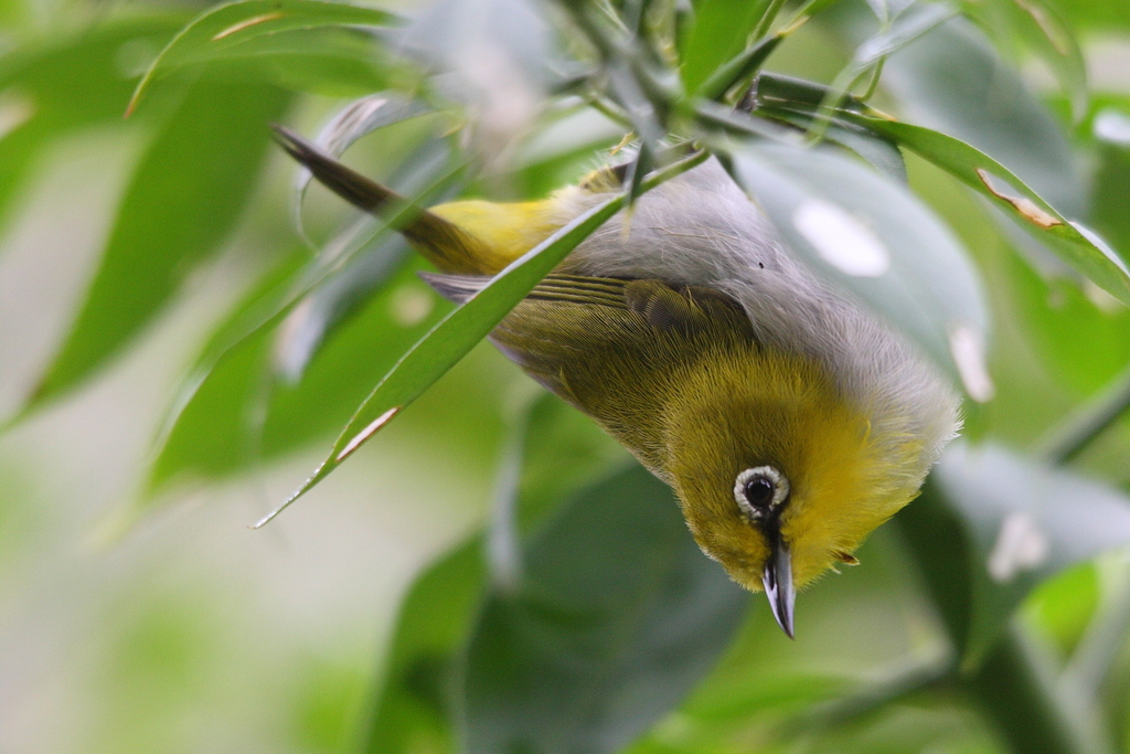Indian White-eye from Jokha Bihali, Shanshar, Himachal Pradesh 175134 ...