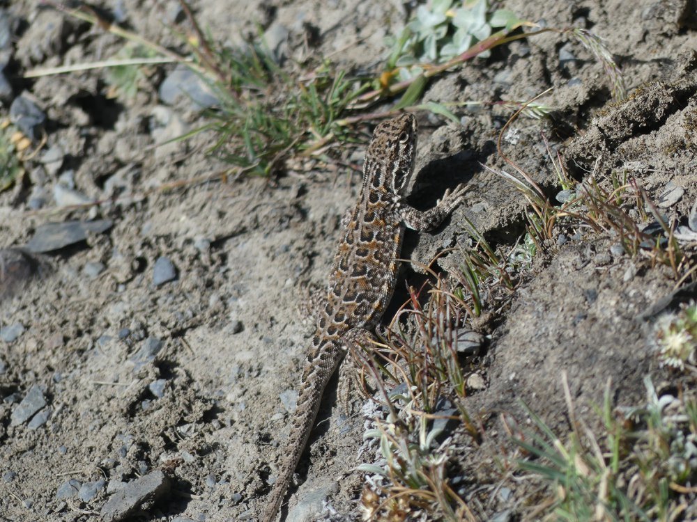 Chacaltaya Smooth-throated Lizard in April 2018 by Connor Thompson ...