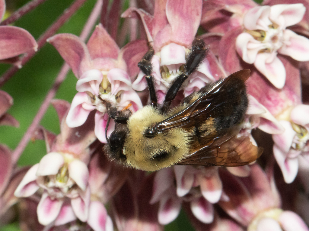 Brown-belted Bumble Bee from Anne Arundel County, MD, USA on June 22 ...